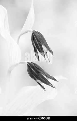 Yellow Lady's Slipper orchid in forest understory at Weaselhead Flats ...