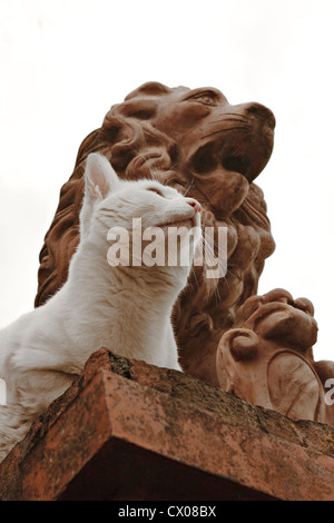 White cat with Lion Statue, Guardistallo Tuscany Italy Stock Photo - Alamy