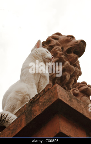White cat with Lion Statue, Guardistallo Tuscany Italy Stock Photo - Alamy