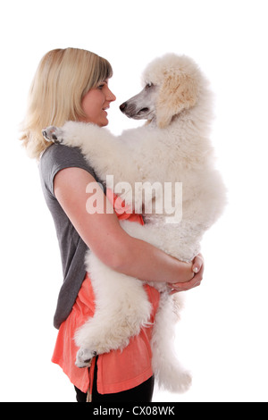 female Royal Standard Poodle Stock Photo - Alamy