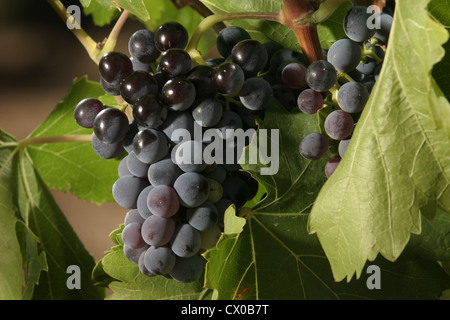 Grenache grapes ripening on the vine, Catalonia, Spain Stock Photo - Alamy