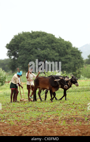 Indian farmers weeding a field Andhra Pradesh South India Stock Photo ...