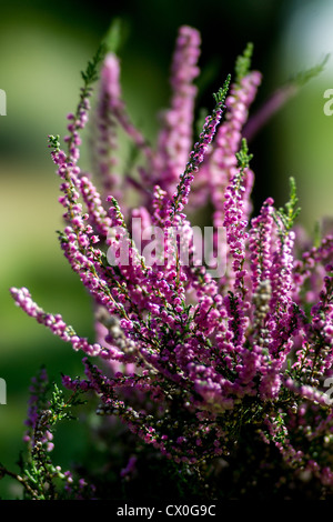 Closeup shot of a purple heather flower on a green blurry background ...