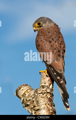 Kestrel [ Falco Tinnunculus ] male bird coming in to land on a rotten ...