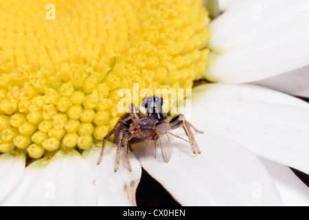 Jumping Spider, (Heliophanus flavipes Stock Photo - Alamy