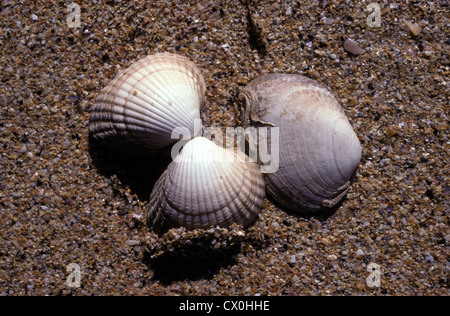 thick trough shell (Spisula solida) from the Dutch North Sea coast ...