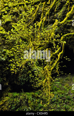 Spring trees in the Oneonta Gorge, Columbia Gorge National Scenic Area ...