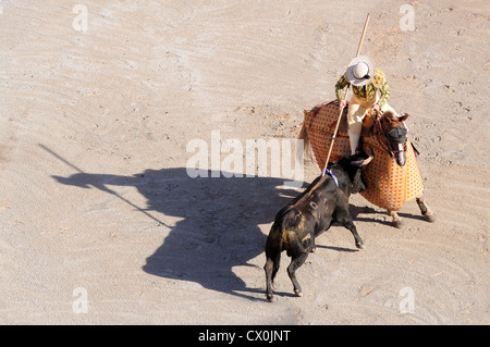 Bullfight, picador with lance, on horse with 'peto' guard, fighting ...