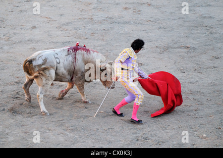 Matador with sword and small red cape or muleta controls bull in ...
