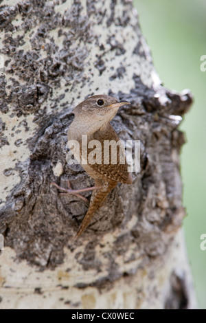 Bird House on Aspen Tree in Alberta Prairies under Yamnuska Mountain at ...