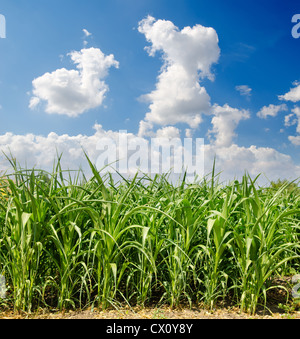 Beautiful green maize field Stock Photo - Alamy