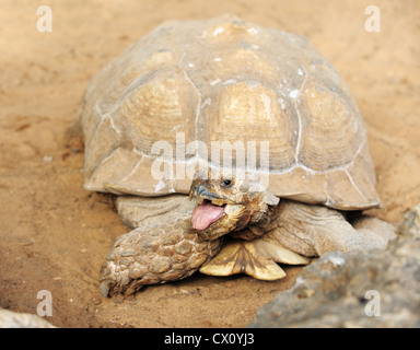 Large Turtle with Open Mouth Stock Photo - Alamy