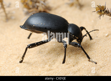 Darkling beetle in the desert, Israel Stock Photo - Alamy