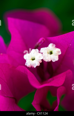 Close up of white and purple flowers Stock Photo - Alamy