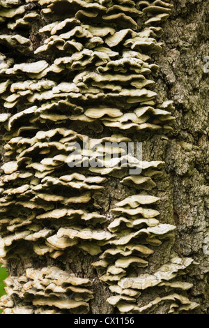 Tree fungus growth on a tree in a wood in north wales uk Stock Photo ...