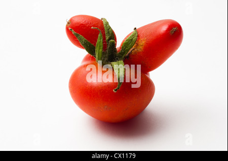 odd shaped deformed red tomato with green stalk Stock Photo - Alamy