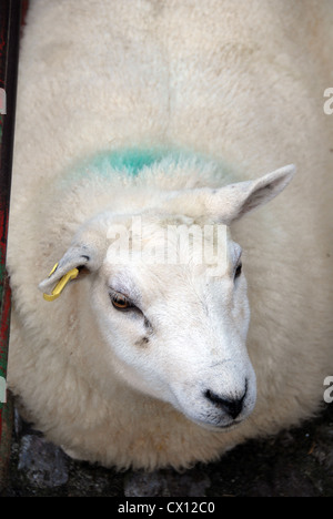 Sheep at the Dartmouth Fat Stock Market Stock Photo - Alamy