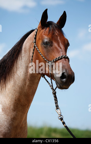 Quarter horse with rope halter in autumn, standing near forest Stock ...
