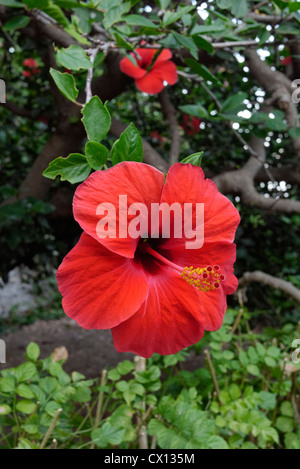 Hibiscus flowers growing in Greece. Part of the mallow family ...