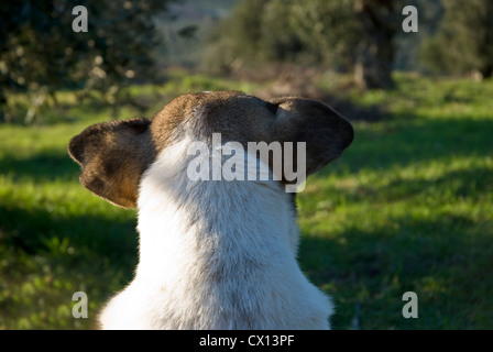 The back of head of a dog watching .Back of dogs head, Portrait of rear ...