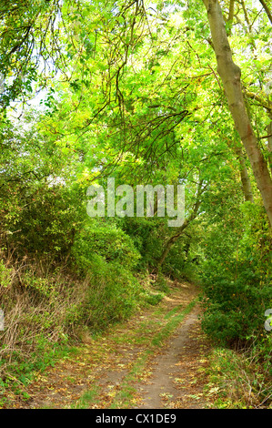 Path through Woodland, Ranscombe Farm Nature Reserve, Kent UK, green ...