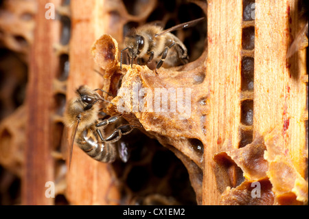 New Queen Honey Bee, hatching from queen cell within hive, being ...