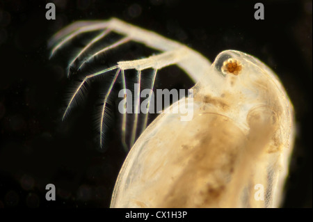 Daphnia longispina, common water flea, Water fleas (Cladocera ...