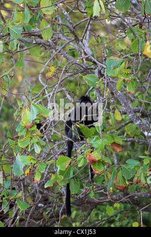 The Javanese Monkey Stock Photo - Alamy
