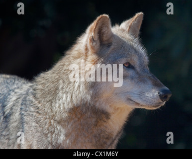 Grey Wolf Sitting Stock Photo - Alamy