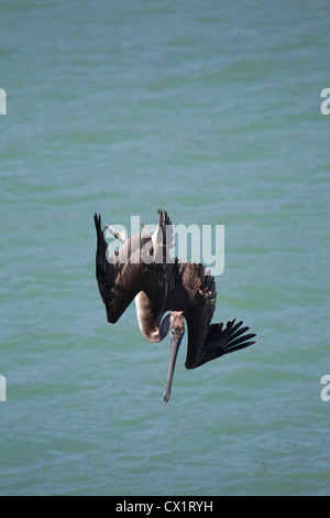Brown Pelican Diving Stock Photo - Alamy