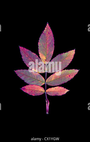 A compound leaf of Prickly Rose (Rosa acicularis) changes color in the ...