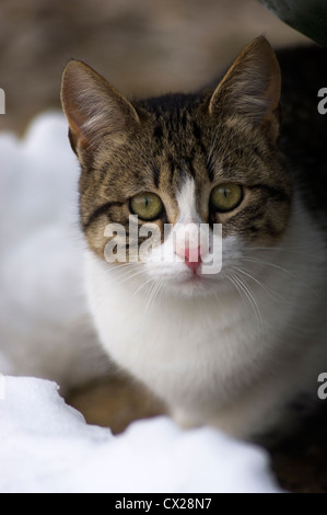 A cat portrait on the snow Stock Photo - Alamy