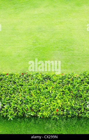 Green spring grass in close up. Spring background with green leaves of ...