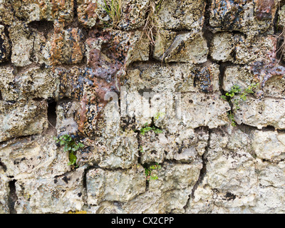 Mineral encrustation in the remains of a lime kiln set into escarpment ...
