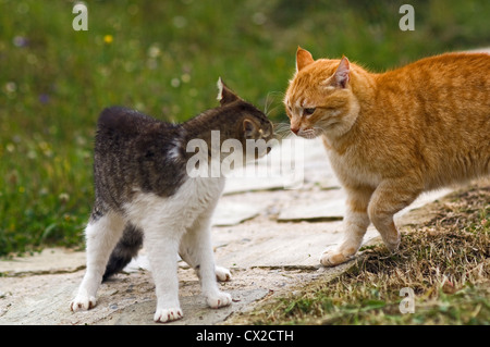 Two cats fighting, a red tabby cat hissing at a silver gray tabby cat ...