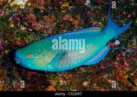 underwater reef in Cocos island, Costa Rica, fish, angel fish, blue ...