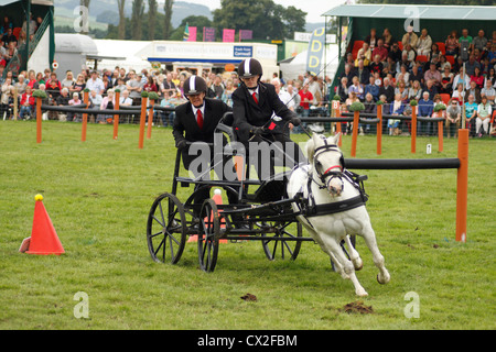 Members of the Scurry Driving Association compete at Chatsworth Country ...