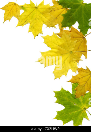 Frame of Maple Leafs Stock Photo - Alamy