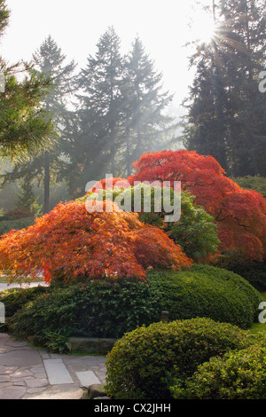 Autumn color of a Japanese Lace Leaf Maple Tree in Portland's Japanese ...