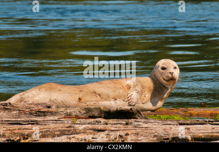 Harbor seals sunning themselves on a log boom in the Puget Sound, near ...