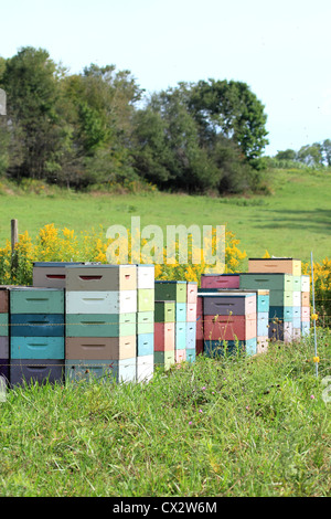 Bee fence with beehives, honey bees (Apis mellifera), heather blossom ...