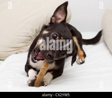 Small dog is playing with fake bone Stock Photo - Alamy
