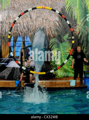 Dolphin jumping through a hoop in the pool Stock Photo - Alamy