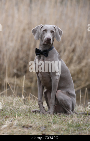 Weimaraner bow side Stock Photo - Alamy