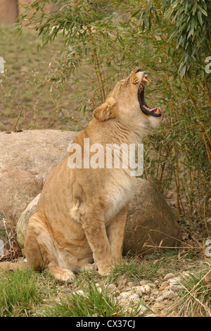 Side view of a Lioness roaring, sitting on hind legs Panthera leo, 10 ...
