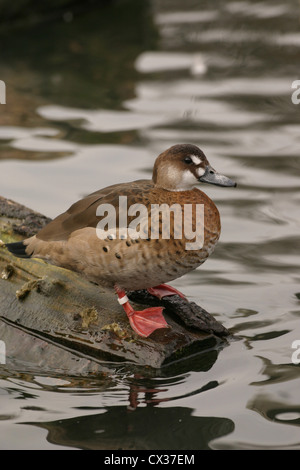 Brazilian Teal (Amazonetta brasiliensis) Aves Stock Photo - Alamy