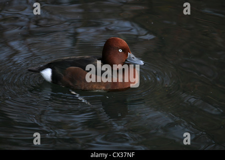 Ferruginous duck, ferruginous pochard, white-eyed pochard, Moorente ...