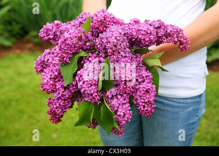 holding a bouquet of lilac purple flower Stock Photo - Alamy