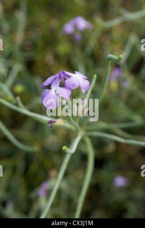 Sea stock plant (Matthiola sinuata) between cracks in stone at a ruined ...