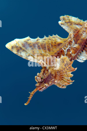 barbed huchback poacher (agonomalus proboseidalis) Japan sea, Far East ...